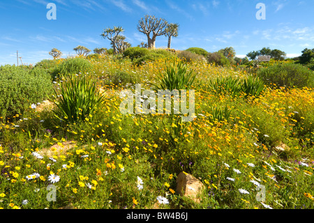Ramskop Wildflower Garden Namaqualand Northern Cape South Africa Stock ...