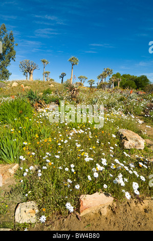 Ramskop Wildflower Garden Namaqualand Northern Cape South Africa Stock ...