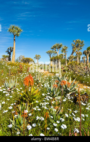 Ramskop Wildflower Garden Namaqualand Northern Cape South Africa Stock ...