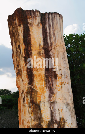 Ancient wood / Petrified tree, changed into stone in time (100 million ...