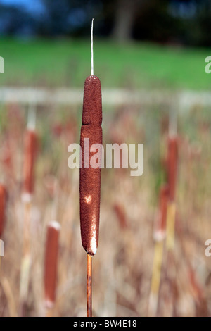 Bulrush, bulrushes or reed mace. Typha gracilis. A common but ...