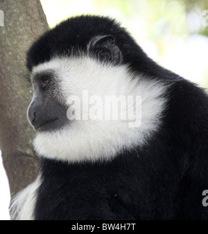 Mantled guereza (Colobus guereza), Lake Awassa, Ethiopia, Africa ...