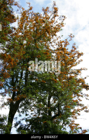 Silver Oak trees ( Grevillea robusta ) are prevalent in the landscape ...