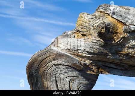 Gnarly Tree Trunk Stock Photo - Alamy