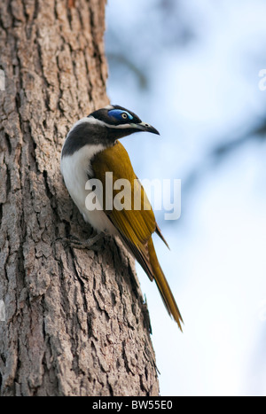 Blue-faced honeyeater (Entomyzon cyanotis), purple flag iris ...