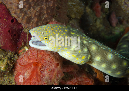 Sharptail Snake Eel (Myrichthys breviceps), on seaweed, Saint Lucia, St ...