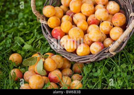 Small Yellow Plum, Mirabelle (Prunus syriaca), twig with fruit Stock ...