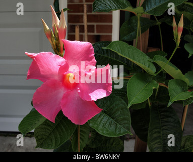 Pink Flower Mandevilla Stock Photo - Alamy