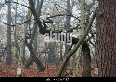 Chobham, Surrey, England: Fall in the woods Stock Photo - Alamy