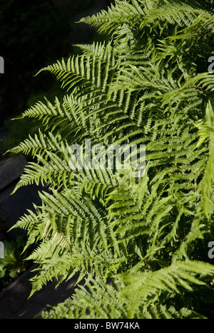 green symmetry leaves of fern Stock Photo - Alamy
