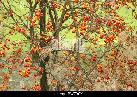 Chinese Bittersweet Oriental Bittersweet autumn fruits berries close up ...