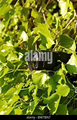 A camera hidden in a bush Stock Photo - Alamy