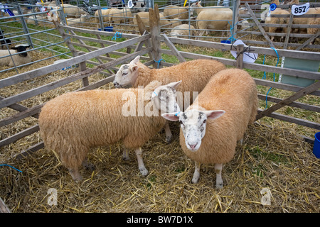 Berrichon du cher sheep Stock Photo - Alamy