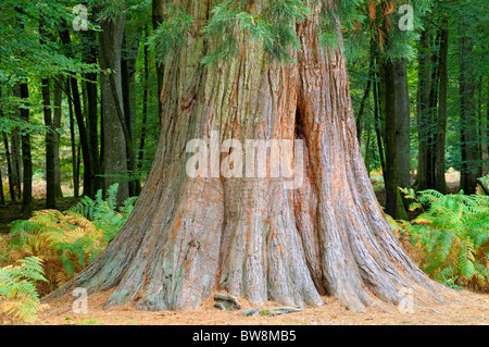 Giant redwood, Wellingtonia or sequoia tree in a Scottish churchyard ...