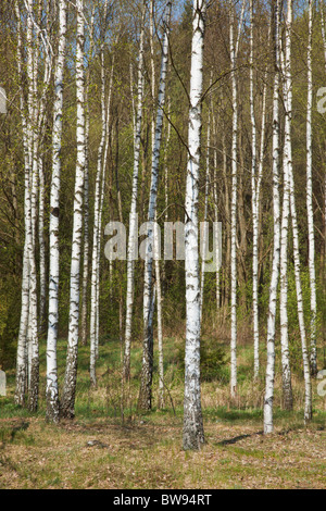 Belarus Spring Nature. Trees Woods Standing In Water During A Spring ...