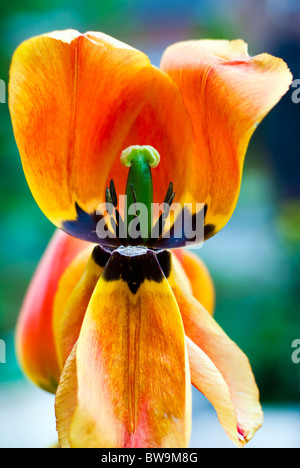 Ovary and stamens - Tulip Stock Photo - Alamy