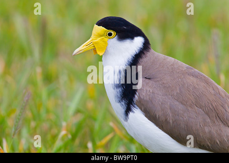 MASKED LAPWING PORTRAIT Stock Photo - Alamy