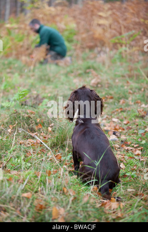 Working cocker Spaniel retrieving dummy Stock Photo - Alamy