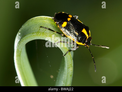 Black and yellow shield bug; I cannot identify the exact species Stock ...