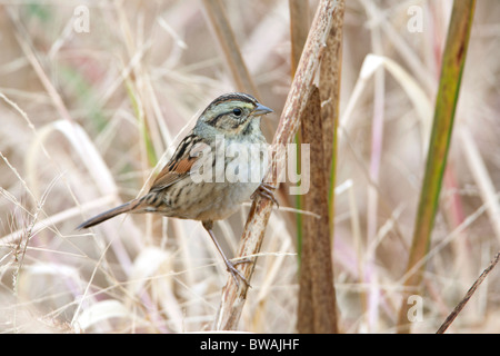 A swamp sparrow bird perching on a twig with green leaves in the park ...