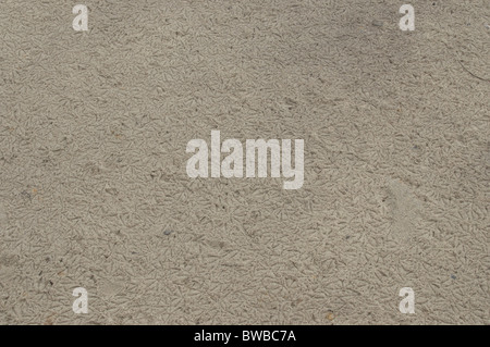 footprints of gull on sandy beach Stock Photo - Alamy