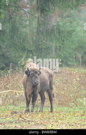 European bison, wisent, European wood bison, male, Wisent, Männchen ...