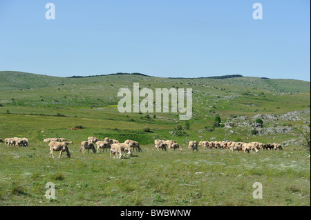 Domestic sheep - Lacaune breed (Ovis aries) Flock grazing on the Causse ...