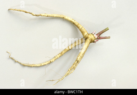 mandrake (Mandragora officinarum), root Stock Photo - Alamy
