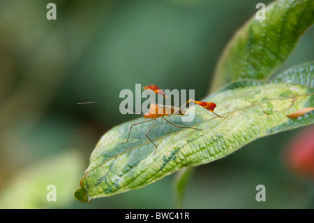 Leaf-footed / flag-footed bug (Anisocelis flavolineata: Coreidae ...