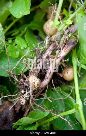 Unearthed Potatoes and Roots Stock Photo - Alamy