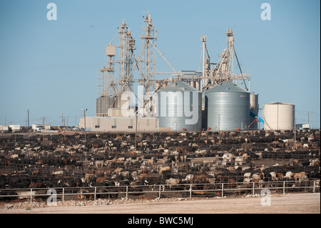 Crowded beef cattle feedlot near Hereford in the panhandle area of ...
