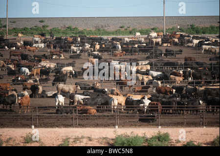 Crowded beef cattle feedlot near Hereford in the panhandle area of ...