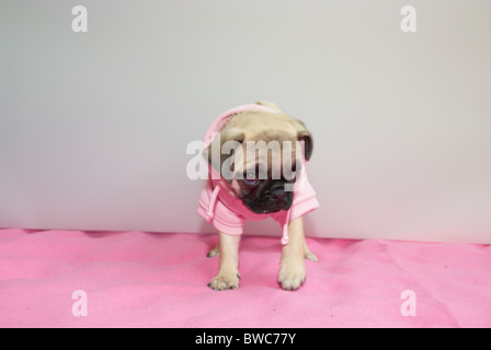 Pug dog at The Pink Dog Show in Manchester 2010 Stock Photo - Alamy
