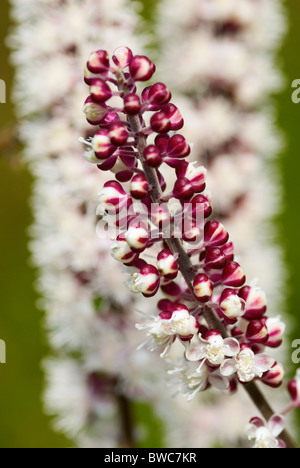 Actaea simplex 'pink spike' Stock Photo - Alamy