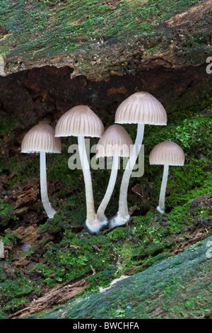 Common Bonnet (Mycena galericulata) fruiting bodies, growing on rotting ...