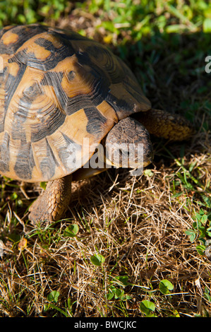 A closeup of a turtle walking on the grass outdoors Stock Photo - Alamy