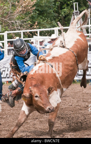 Rider being thrown during junior bull riding, Strathmore Heritage Stock ...