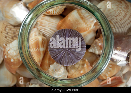 Jar of Cockles Stock Photo - Alamy