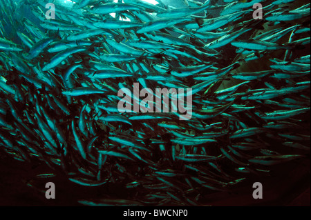 Coho salmon, Oncorhynchus kisutch, juveniles, captive Stock Photo - Alamy