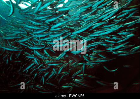 Coho salmon, Oncorhynchus kisutch, juveniles, captive Stock Photo - Alamy