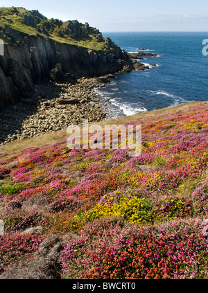 Heather and Gorse on the Cornish coast Stock Photo - Alamy