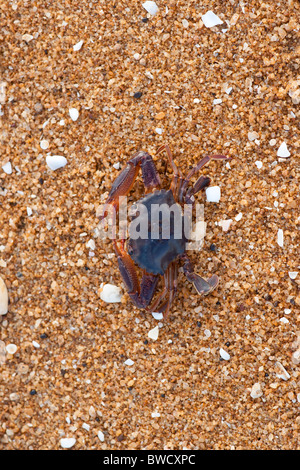 red crab on the beach, Sri Lanka, Asia Stock Photo - Alamy