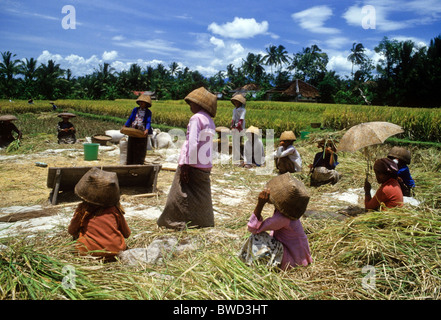 Balinese woman working at winnowing rice in the fields during rice ...