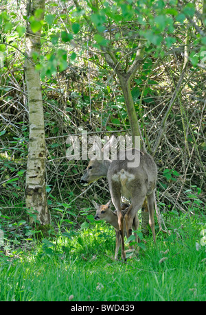 ROE DEER Capreolus Capreolus Captive Stock Photo - Alamy
