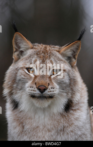 European Lynx, felis lynx, Portrait of Adult, close up of Eyes Stock ...
