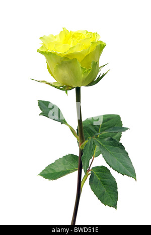 Rose yellow blooming,isolated on background Stock Photo - Alamy