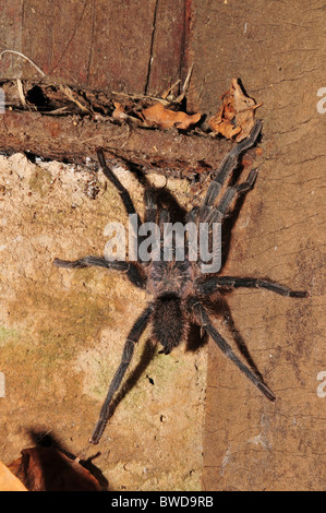Israeli black tarantula (Chaetopelma olivaceum), adult female. Regavim ...