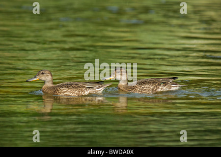 Common Teal (Anas crecca) juvenile, eclipse plumage, dabbling in muddy ...