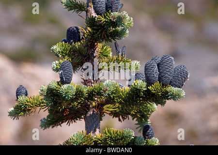 Close up view of the subalpine fir cones in Canada Stock Photo - Alamy