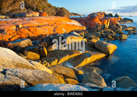 Red lichen covered rocks at Cosy Corner in the Bay of Fires on Tasmania ...
